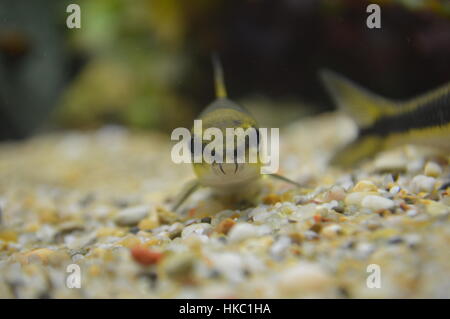 Siamese algae eater, Siamese flying fox, Siamese fox (Crossocheilus ...