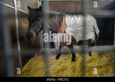 Pony covered with a blanket in a stable Stock Photo - Alamy