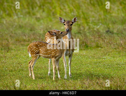 Mother and baby. Chital, Cheetal, Spotted deer or Axis deer in the zoo ...