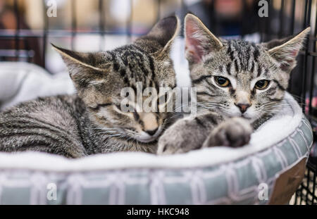 Two young striped kittens cuddling together on a wooden floor, looking ...