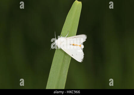 Water Ermine (Spilosoma urticae Stock Photo - Alamy