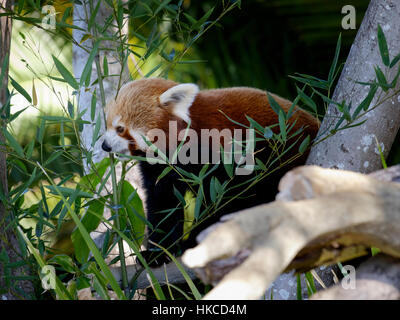 Red Panda - Australia Zoo Stock Photo - Alamy