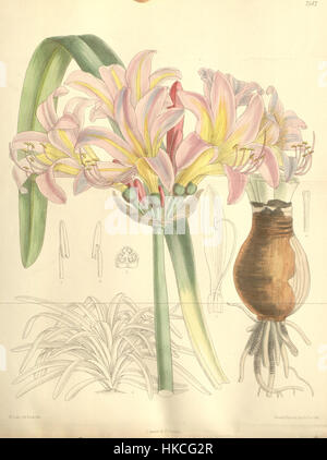 A depiction of a lily flower, showcasing its delicate petals and ...