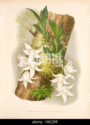 This botanical illustration depicts Paphinia cristata, a species of ...
