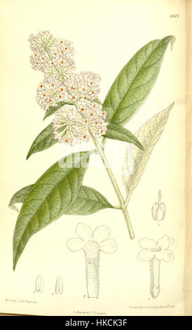 An illustration of *Buddleia officinalis*, a species of flowering plant ...