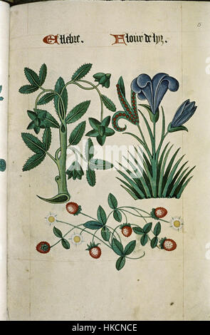 The Tudor Pattern Book, a manuscript from the 16th century, showcases ...