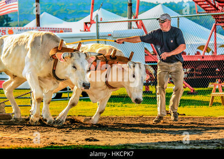Draught oxen team pulling contest at the 2014 Connecticut Vally Fair at ...