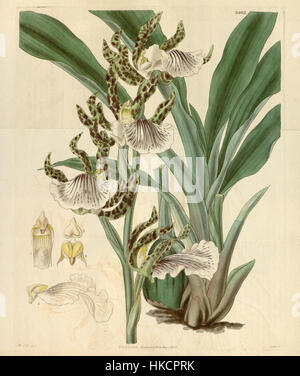 This botanical illustration from Curtis' 1835 publication depicts the ...