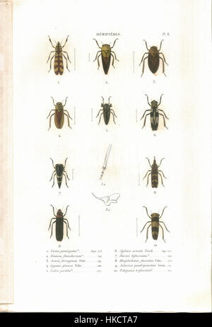 This work provides a natural history of insects, featuring life-like ...