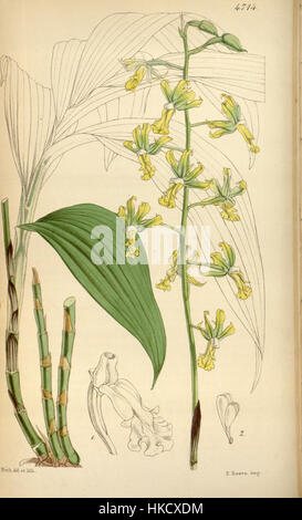 This botanical illustration by Curtis features the Calanthe pulchra ...