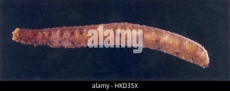 *Holothuria surinamensis* is a species of sea cucumber described by ...