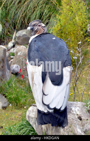 Andean condor, national symbol of Peru Stock Photo - Alamy