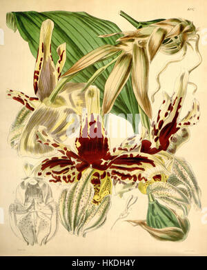 This 1845 botanical illustration from 'Botanical Magazine' depicts ...