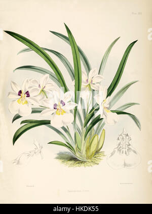 An illustration of the orchid species Miltoniopsis roezlii, previously ...