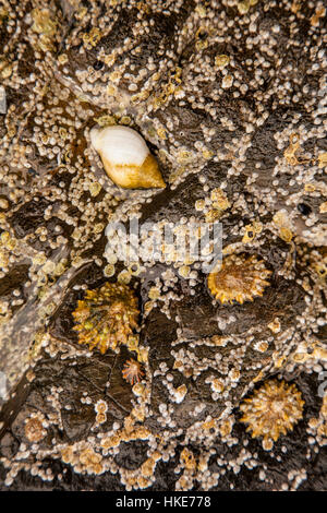 A natural macro closeup of limpet shells attached to blue rocks on a ...