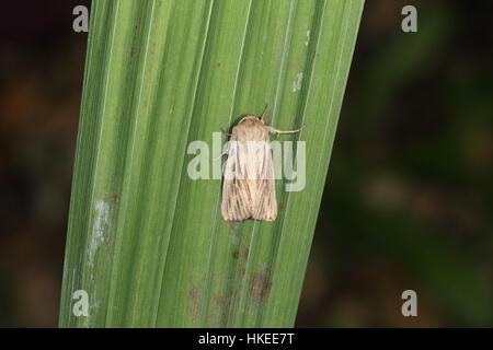 Shoulder-striped Wainscot (Leucania comma Stock Photo - Alamy