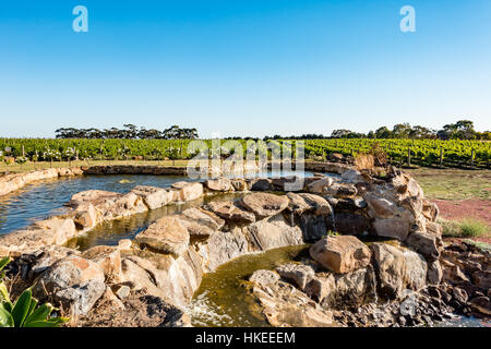 Shiraz grapevines at Russo Estate Winery, Diggers Rest Victoria ...