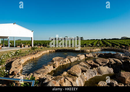 Shiraz grapevines at Russo Estate Winery, Diggers Rest Victoria ...