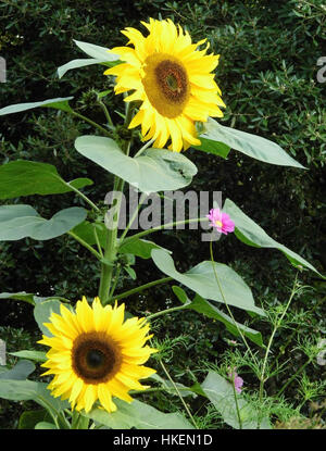 Two large sunflowers Stock Photo - Alamy