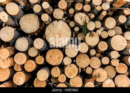 logs closeup, pine logs, russian winter, sawmill, russian sawmill Stock ...