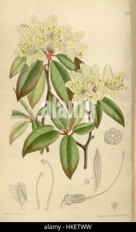 This botanical illustration depicts a flower with distinct ...