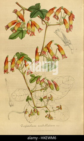 detail of the nasturtium plant in a garden after the rain Stock Photo ...