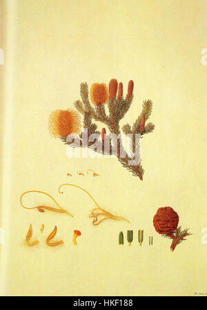 'Banksia pulchella' (Bauer) is a botanical illustration depicting a ...