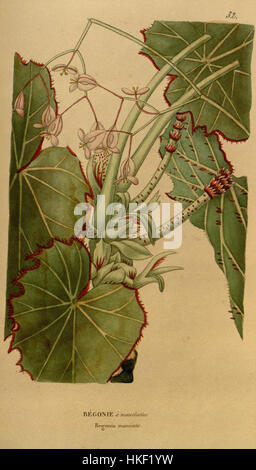 *Begonia manicata* is a vibrant species known for its striking flowers ...