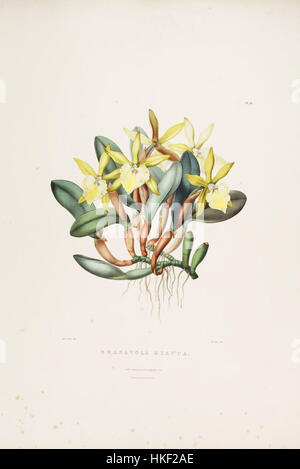 This detailed botanical illustration showcases the structure of flowers ...