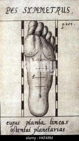 The 'Elsholtz Anthropometria 1663' is a historical painting ...