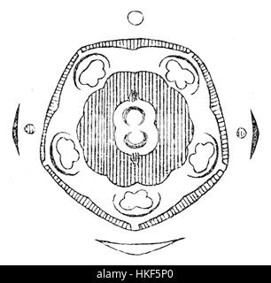 A botanical drawing illustrating the flower structure of Myrtus ...