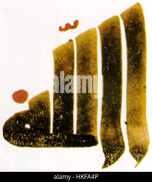 Maghribi script is a form of Arabic calligraphy, developed in the ...