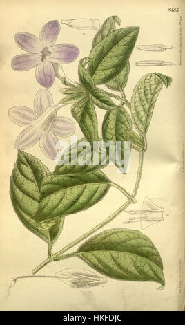 Ruellia harveyana is a species of flowering plant in the Acanthaceae ...