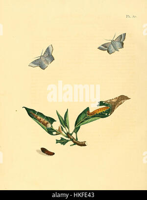 Sepp’s illustration of Surinamese butterflies, plate 083, features the ...