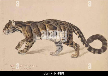These leopard studies are detailed illustrations that focus on the anatomy and behavior of ...