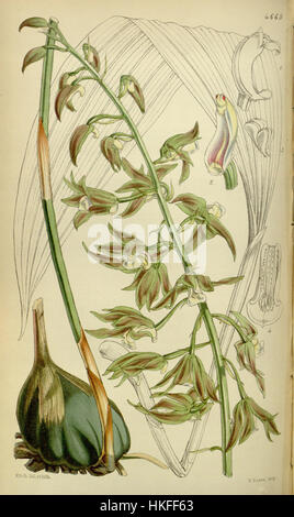 This 1852 botanical illustration from Curtis' Botanical Magazine ...
