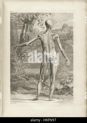 A detailed anatomical illustration showcasing the human body ...