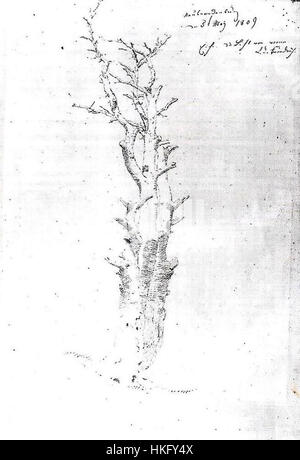 This study features trees, focusing on their shapes and textures ...