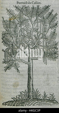 A portrait of Pierre Belon, a French naturalist from the 16th century ...