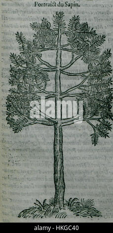 This 1554 portrait by Pierre Belon depicts Iaculus (also known as ...