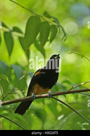 Saint Lucia Oriole Icterus laudabilis adult female insect prey in beak ...