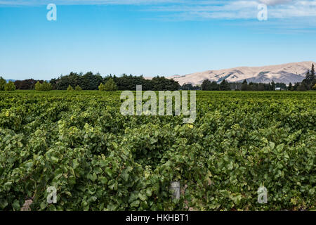 Bancroft Estate Vineyard, Marlborough, South Island, New Zealand Stock ...