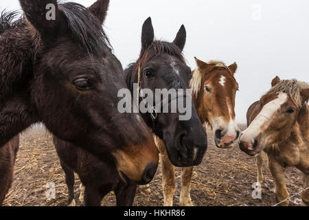 Amish work horses socializing on a day off from work in a central ...