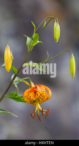Turk's Cap Lily, Turban Lily, Swamp Lily or American Tiger Lily, Lilium ...