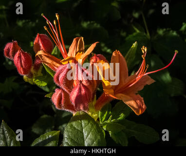 FLAME AZALEAS (RHODODENDRON CALENDULACEUM) YELLOW AZALEA BLOSSOMS Stock ...