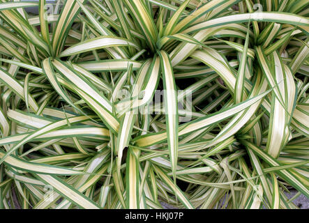 Screw pine (Pandanus pygmaeus Stock Photo - Alamy
