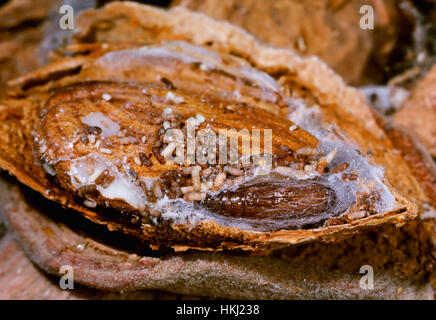 Agriculture - Navel orangeworm (Amyeolis transitella) larva inside a ...