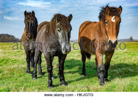 Croatian posavac horse grazing in the field Stock Photo: 35267261 - Alamy