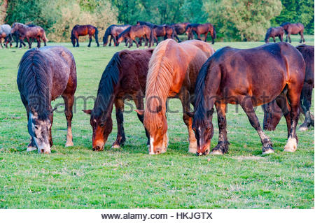 Foal of the Croatian posavac horse running around Stock Photo: 35267613 ...