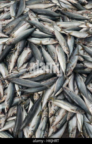 Mackerel fish for sale at fish market, Western Province, Sri Lanka ...